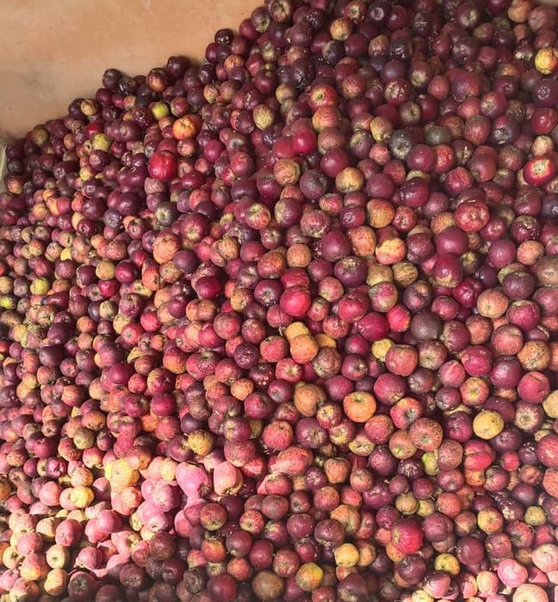 Bad roads force Himachal to dump one-third of 98K MT procured apple