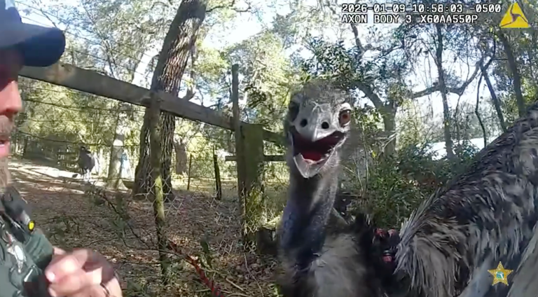 See it: Runaway emu handcuffed by Florida sheriff's deputy after ...