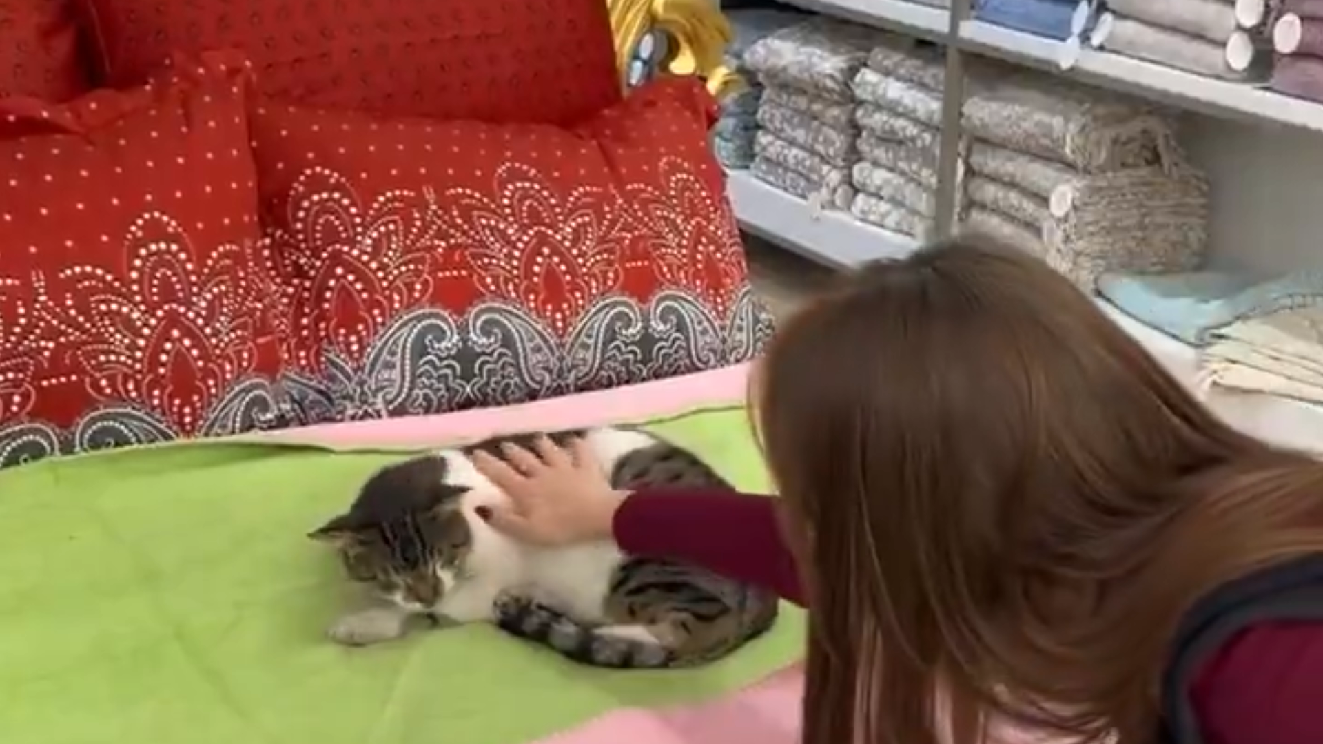Women Goes Around Petting Random Cats To See If They Are Friendly Or Not