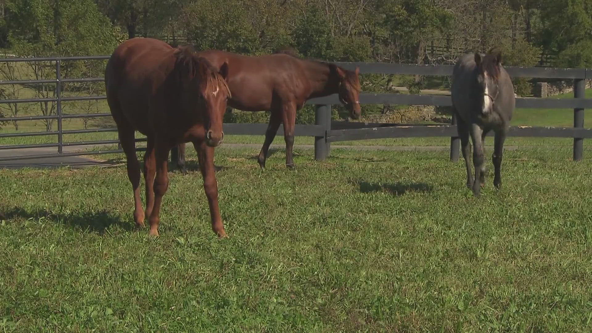 Study shows horses can smell fear
