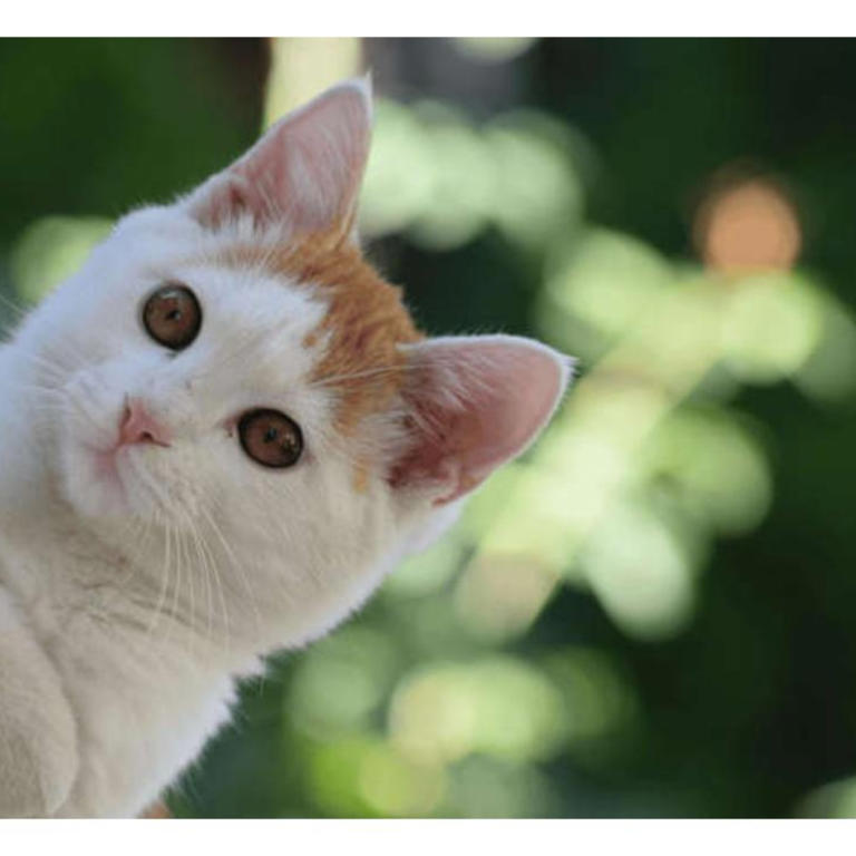 10 subtle signs your cat isn't happy, according to feline behaviorists