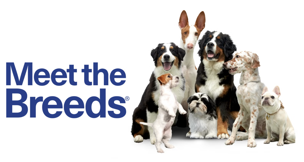 American Kennel Club Meet the Breeds, NYC