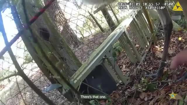 Cop forced to handcuff runaway emu after it kicked him during chase