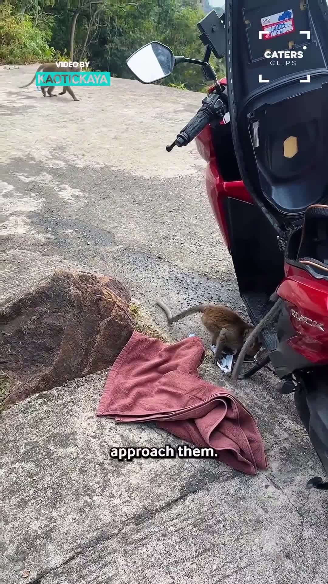 Cheeky monkeys raid motorcycle at scenic viewpoint