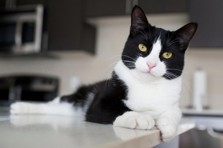 Tuxedo cat wearing glasses sparks a wave of viral memes