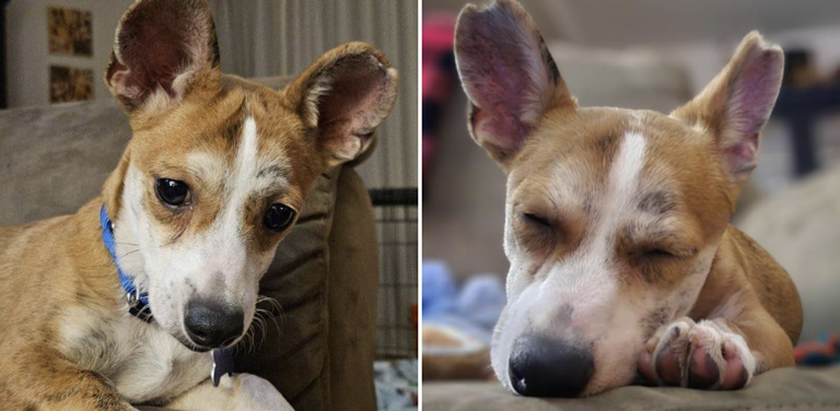 Meet Dumbo: The tiny puppy with giant ears ready to fly into his ...
