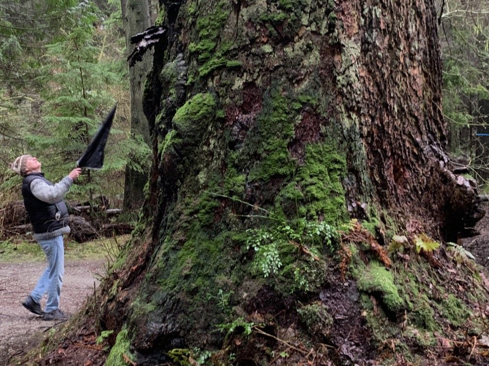 Group opposed to tree removal in Stanley Park fights to save 500-year ...