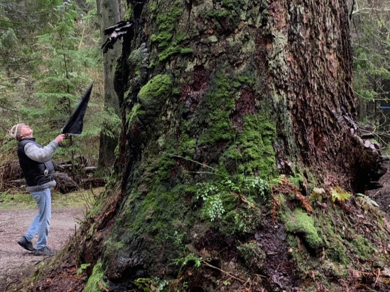 Group opposed to tree removal in Stanley Park fights to save 500-year ...
