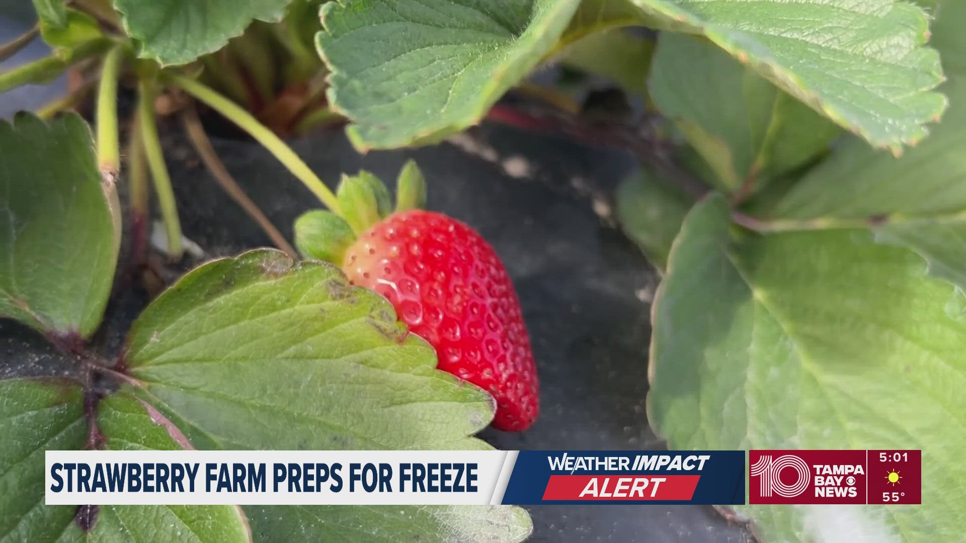 Cold snap puts Florida strawberry crops on watch ahead of peak harvest