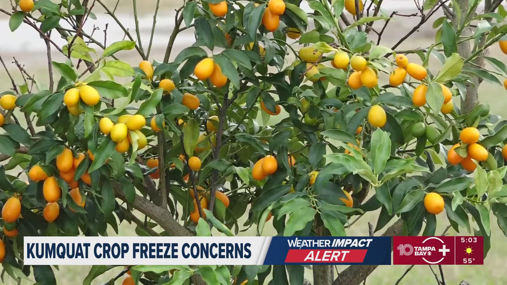 Kumquat crops threatened by cold snap weeks before Dade City festival