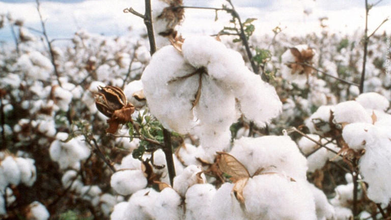 Texas A&M AgriLife to host Southwest Cotton Physiology Conference in ...