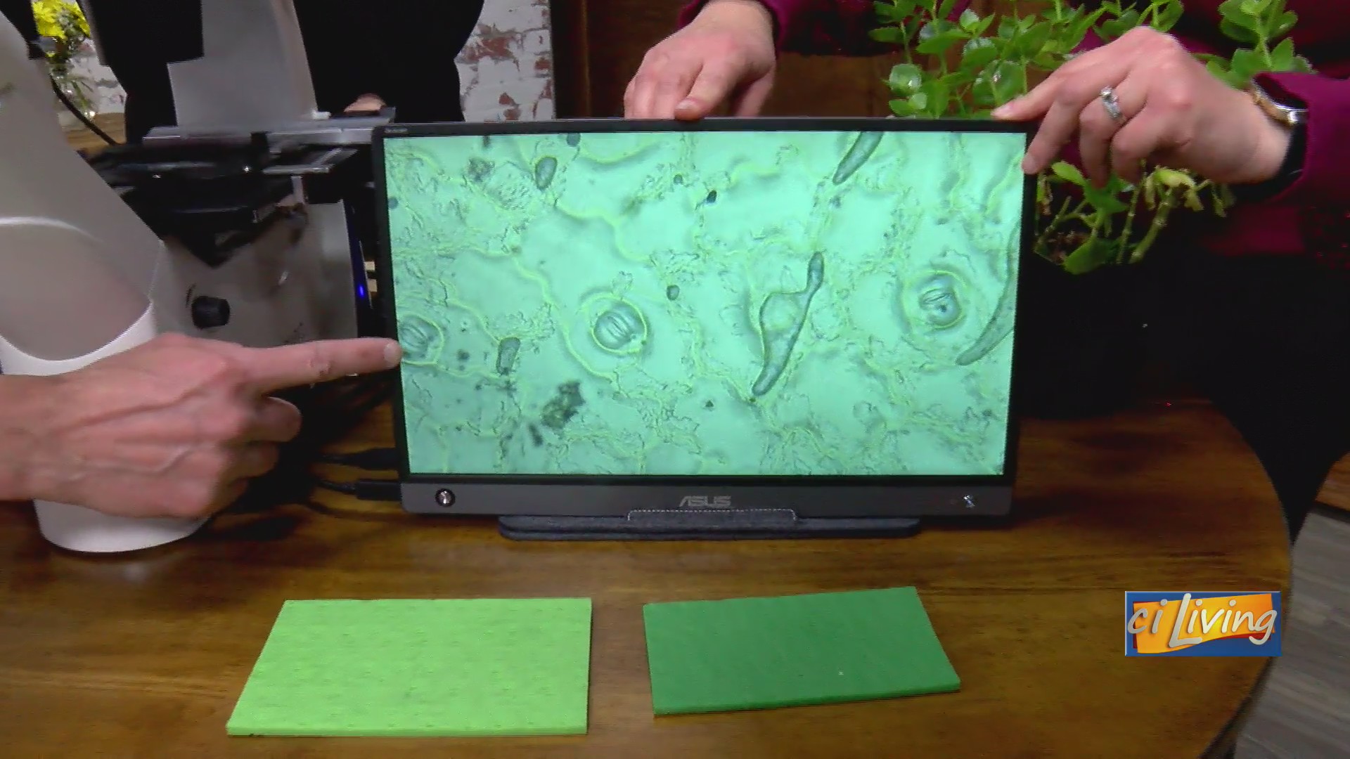 Viewing stomata under a microscope