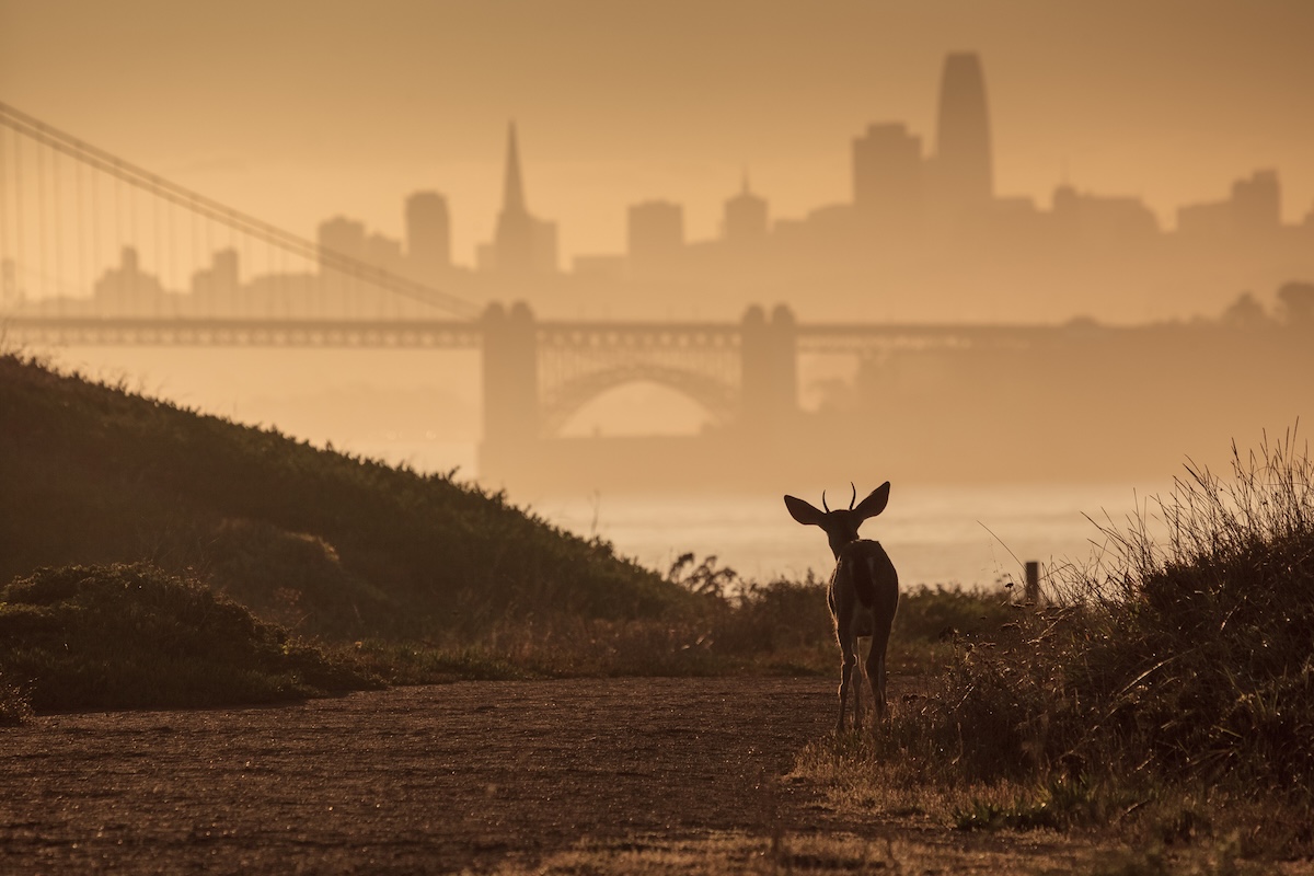 A deer caused a traffic jam on the Golden Gate Bridge (video)