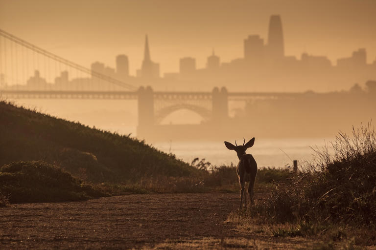 A deer caused a traffic jam on the Golden Gate Bridge (video)