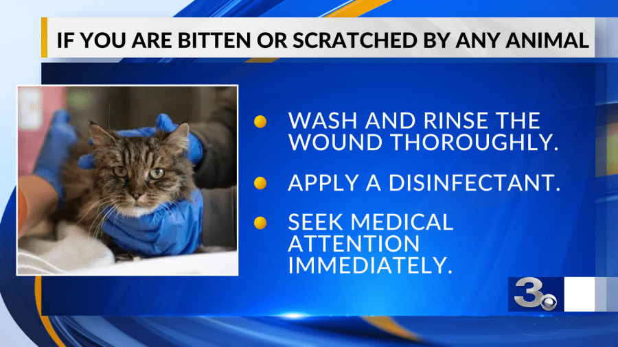 Stray animal tests positive for rabies, Russell Co. sheriff says