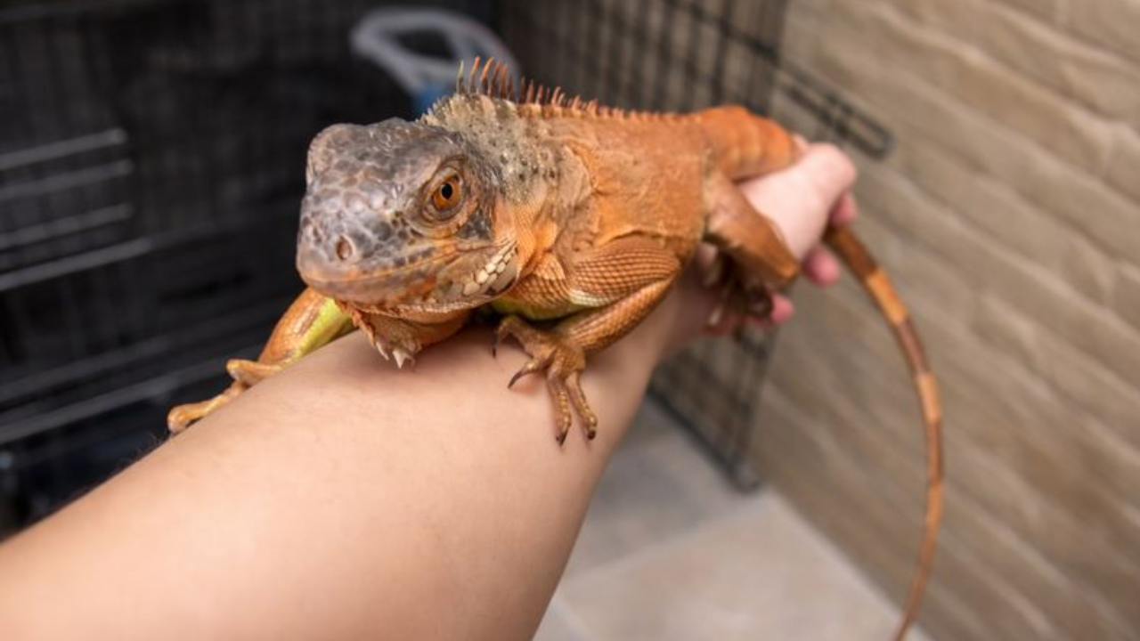 Cara cerdas memindahkan iguana anda ke kandang jumbo