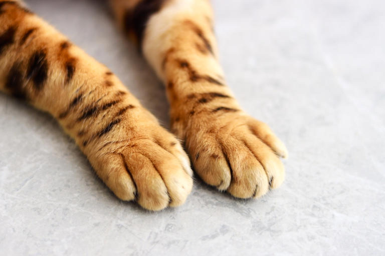 Stunning Maine Coon-Persian cat’s winter coat is setting trends