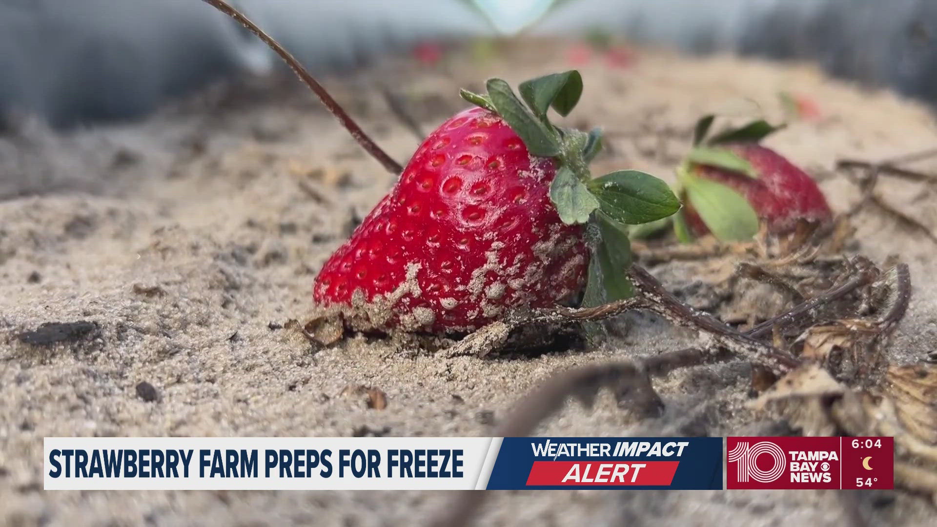 Cold snap puts Florida strawberry crops on watch ahead of peak harvest