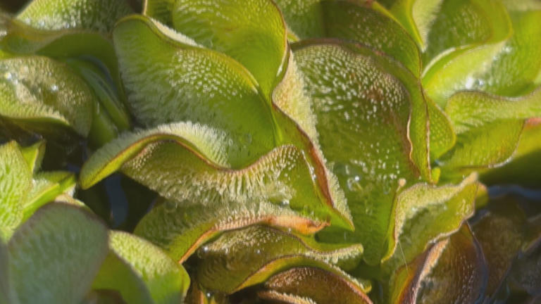 LSU researchers tackle invasive species with multi-state collaboration