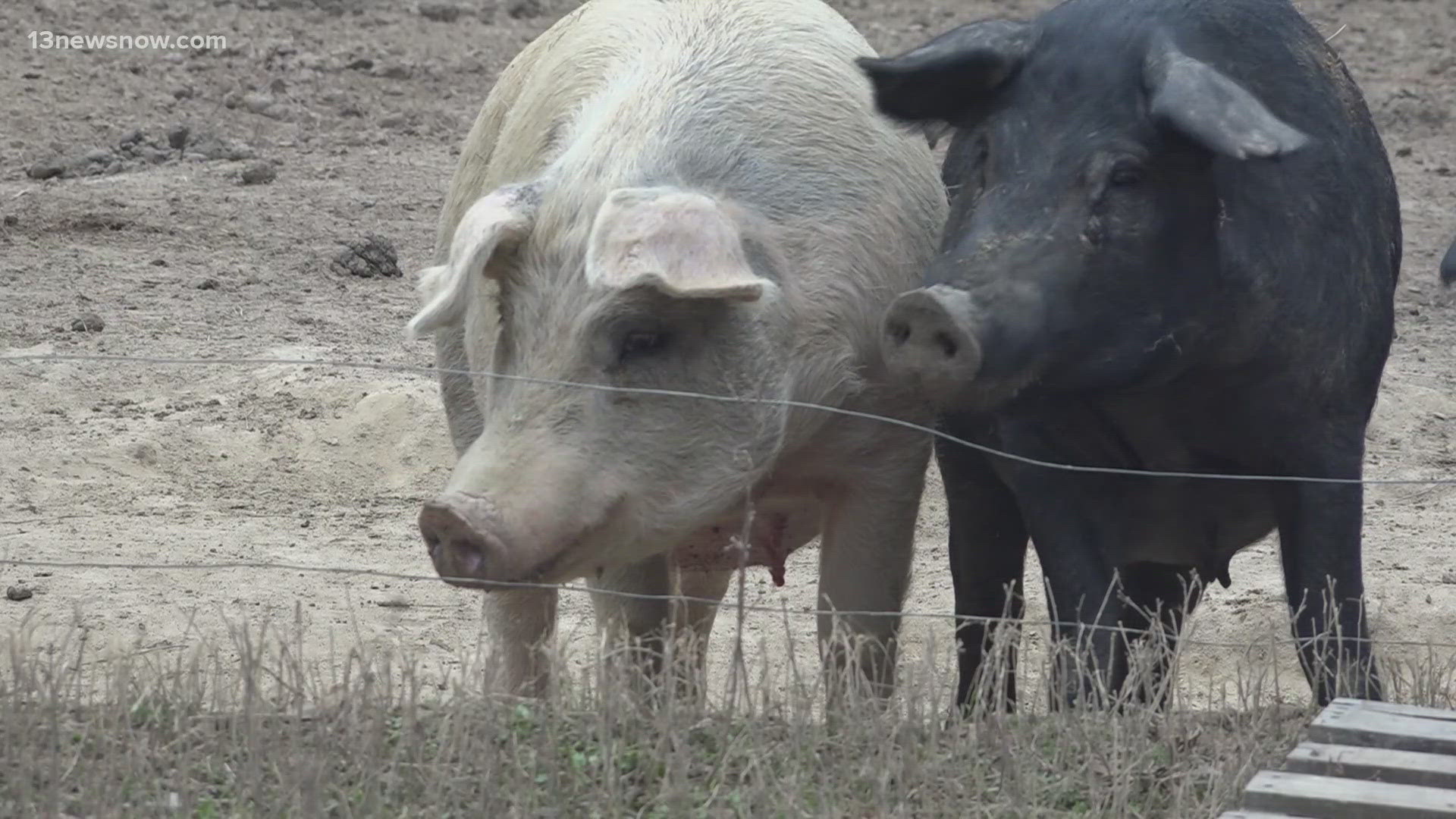 Tariffs threaten jobs on farms