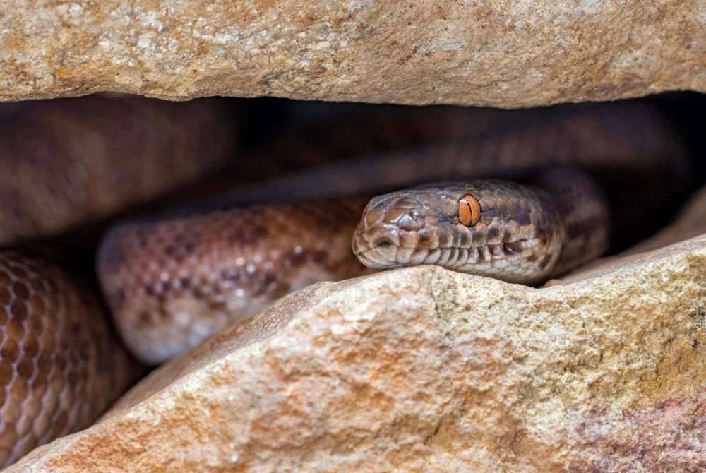 Kelantan APM logged over 11,000 snake captures in 2025