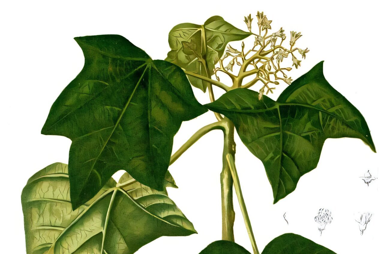 Alor's healing plants: A treasure trove of medical knowledge and oral ...