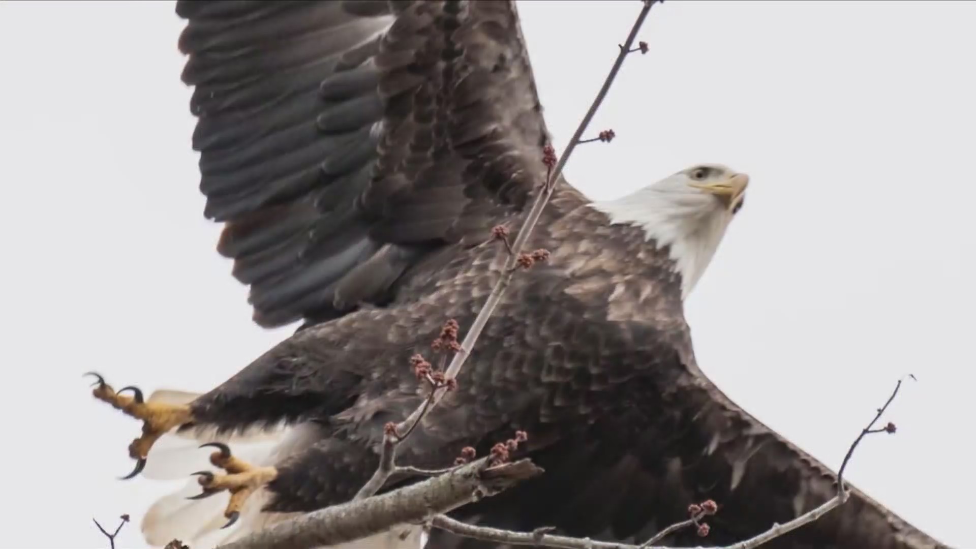 The heart of the story: Capturing eagles in action