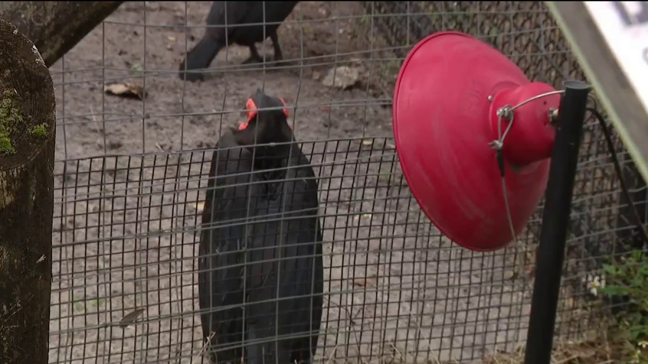ZooTampa helping animals stay warm