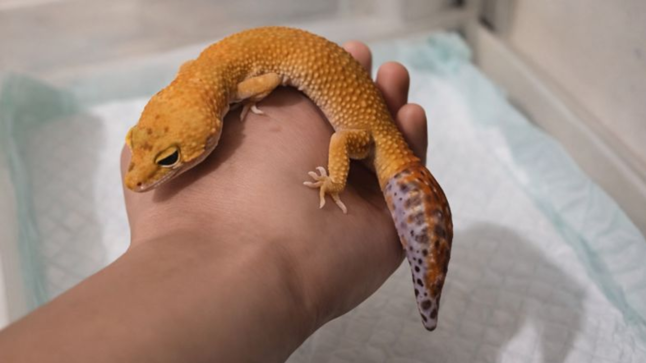 Cara merawat gecko macan tutul dengan benar