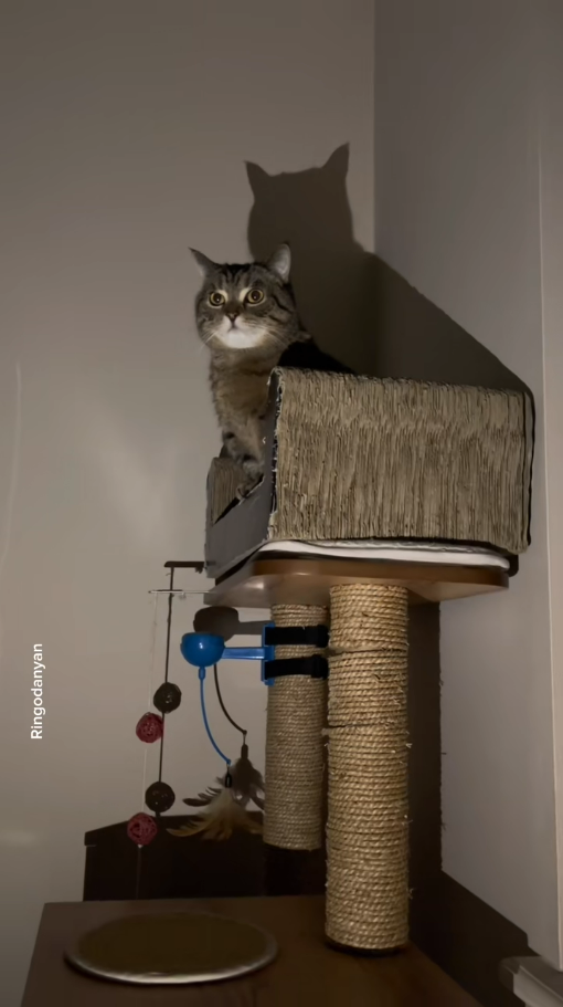 This cat is saving Gotham like Batman!