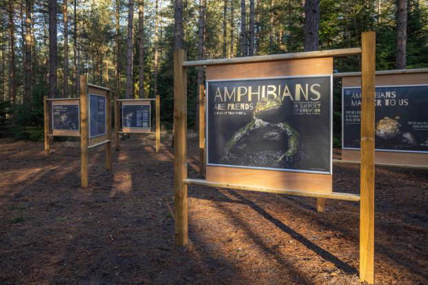 New outdoor exhibition to shine light on toads