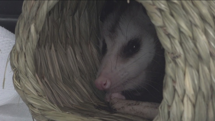 New wildlife hospital opens in Solana Beach