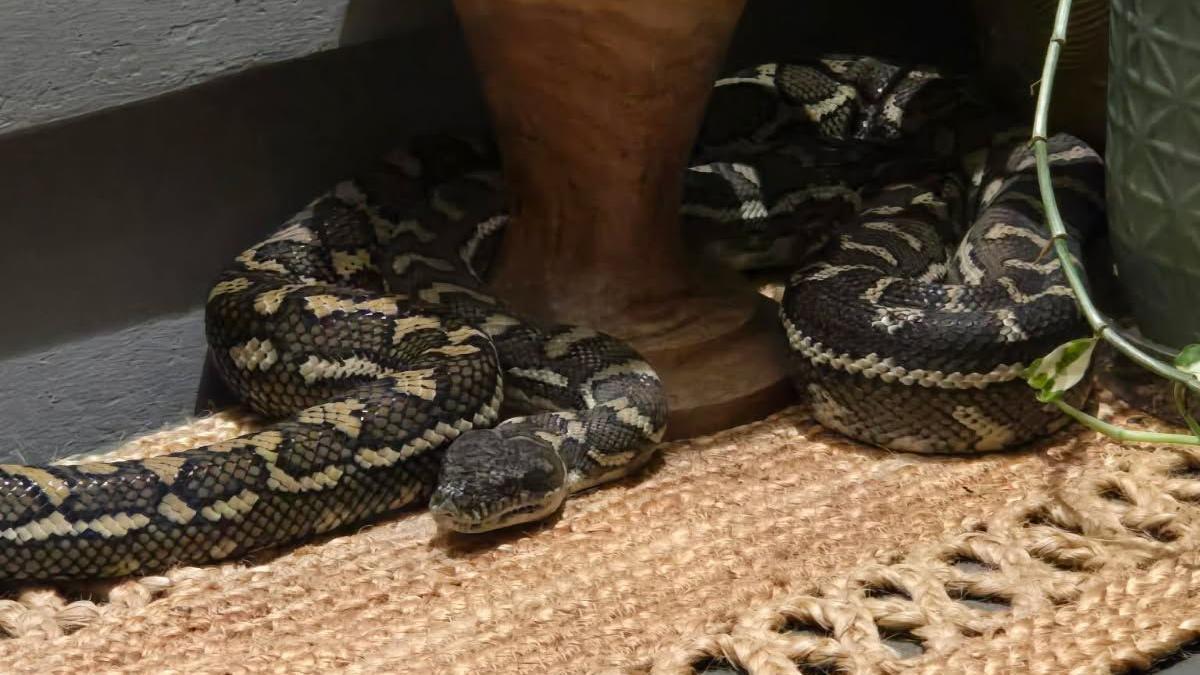 'Baby, don't move': Australian woman wakes to find massive python on ...