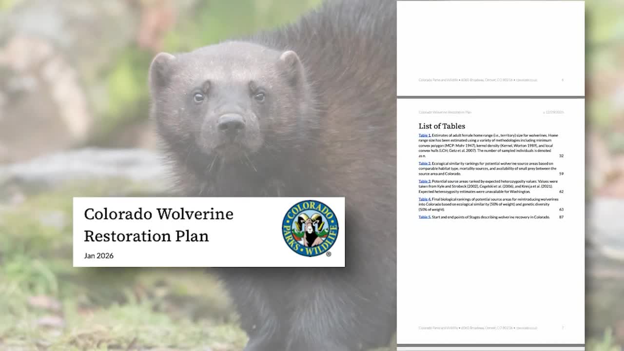 Colorado's new wolverine restoration plan is first of its kind in the world