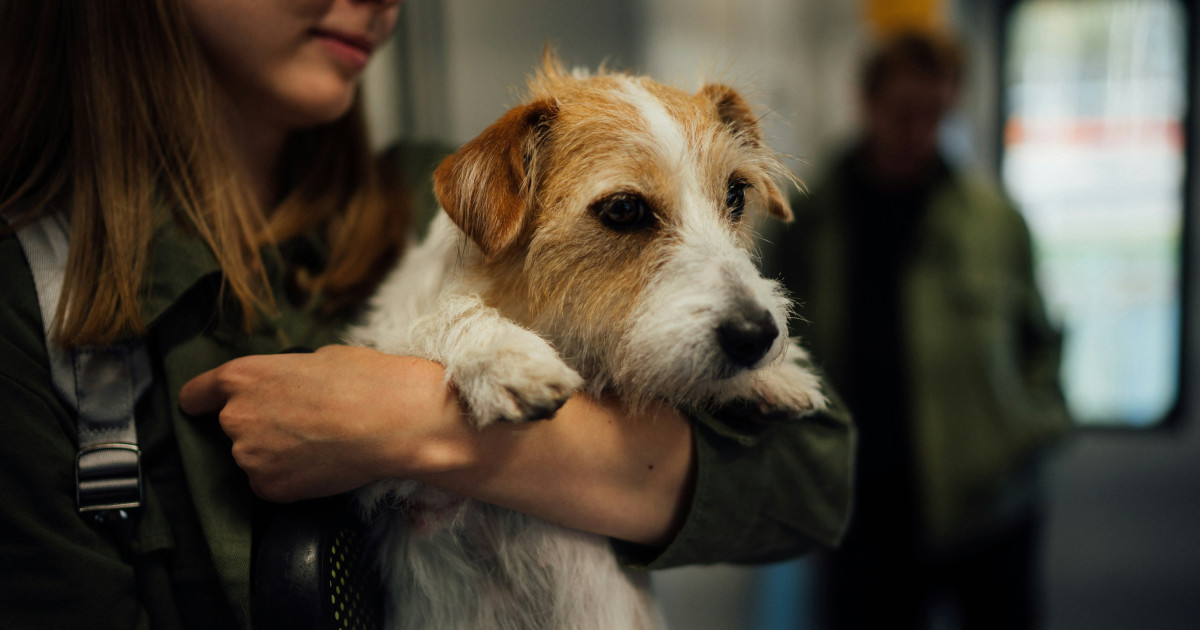Ha egy kutyán az alábbi 9 dologból akár csak 2-t is észreveszel ...