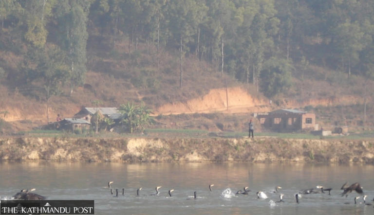 Farmers guard fish ponds to protect stock from migratory ducks