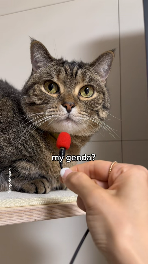 What your gender really says about you – cat edition