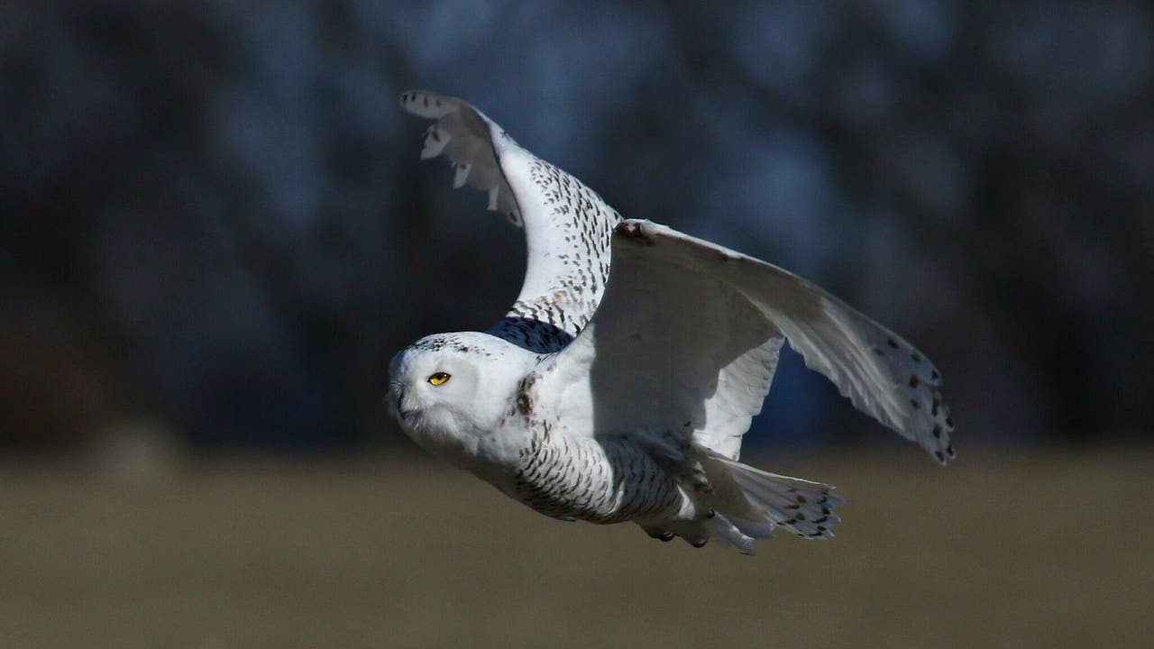 Snowy owl spotted in Milwaukee County; rare Arctic bird draws crowds