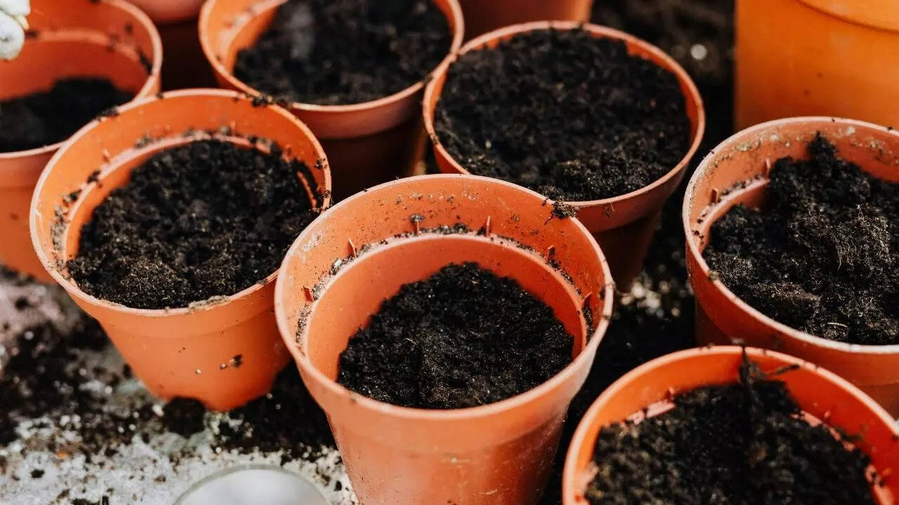 Step by step guide to grow turmeric in pots on a balcony garden
