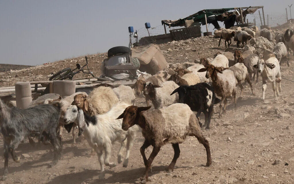 Israeli troops smuggled herd of 250 goats from Syria to West Bank farms ...