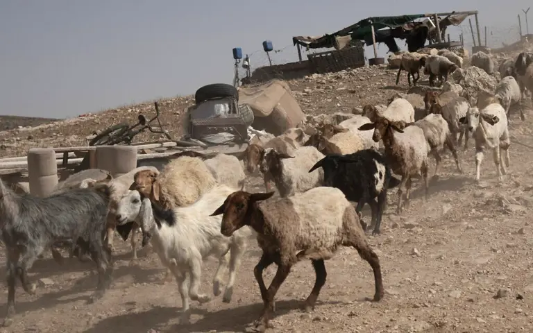 Israeli troops smuggled herd of 250 goats from Syria to West Bank farms ...