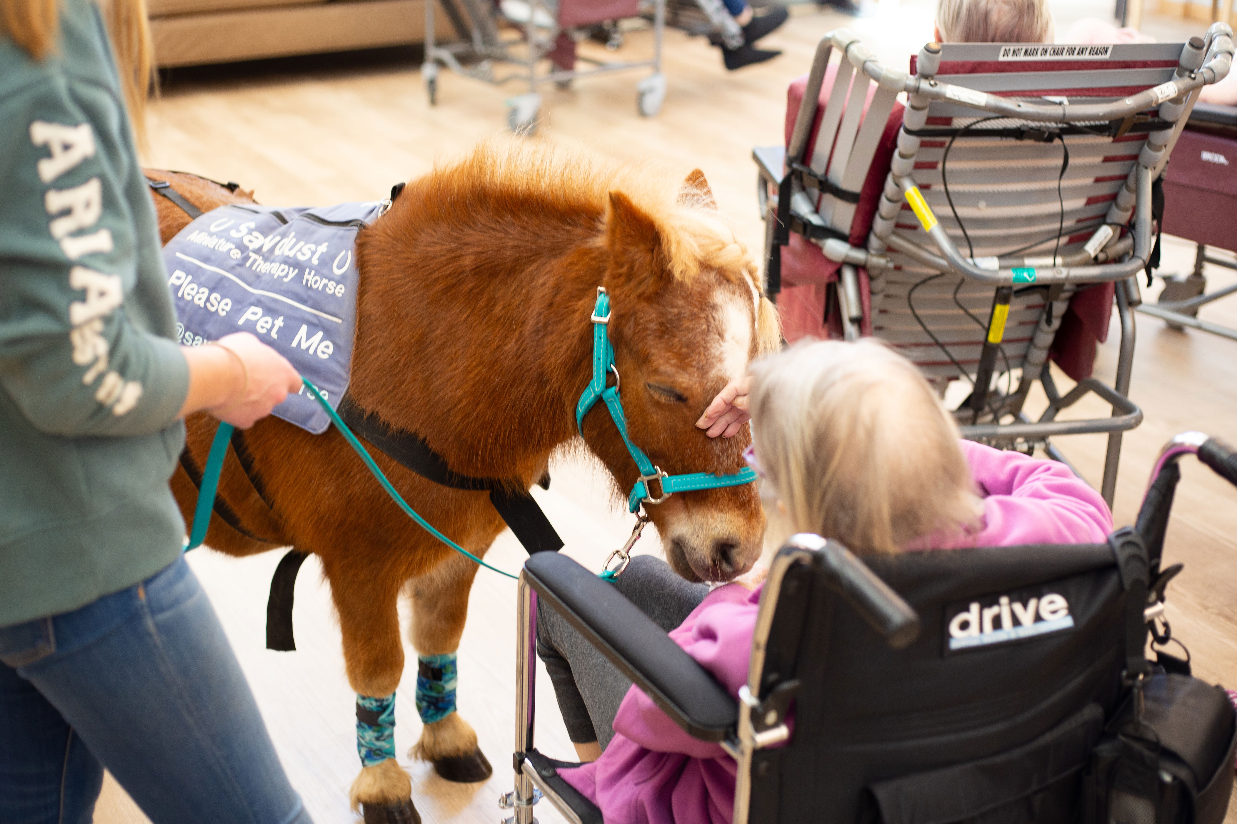 Rescued mini horse brings healing as a certified therapy animal