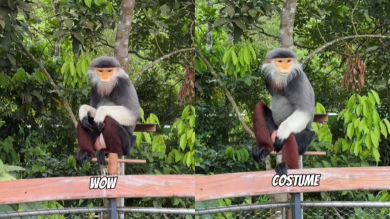 World's rarest monkey? Singapore woman spots 'unusual primate' in viral ...