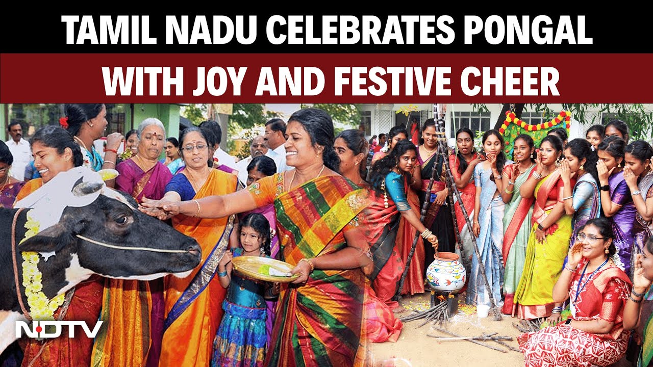 Tamil Nadu erupts in joy to celebrate the traditional harvest festival ...