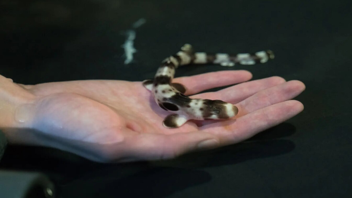 These 'walking' epaulette sharks can make and lay eggs without spending ...