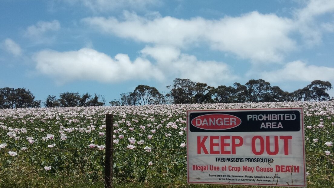 Police say 10 tennis courts' worth of poppies stolen in recent theft