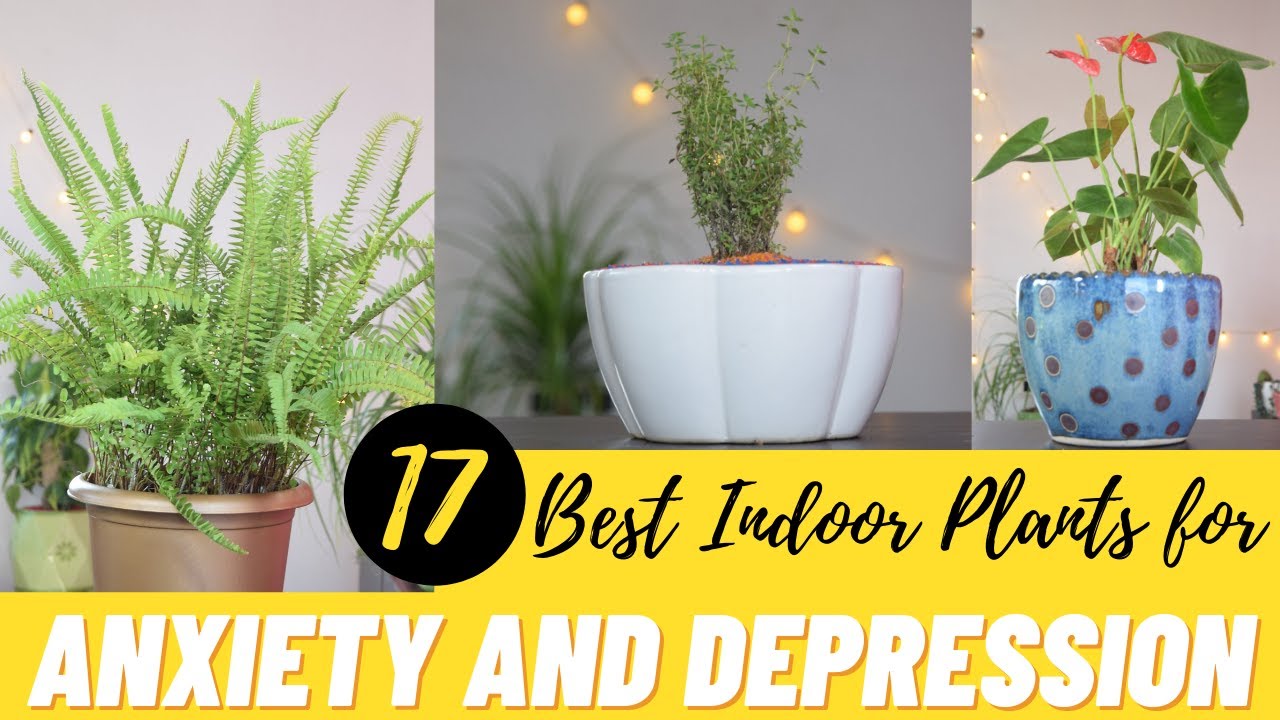Grow these indoor plants to improve mood and reduce anxiety