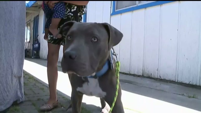 Pit bull salva una neonata da un incendio a Stockton trascinandola ...