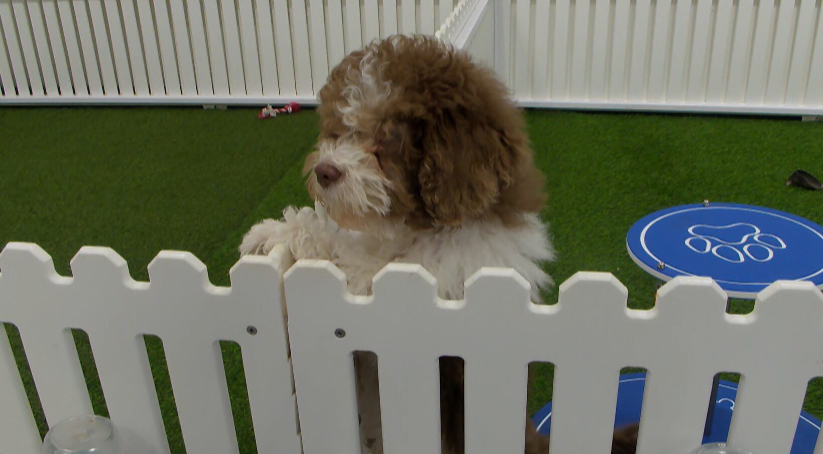 ‘A lot of misconceptions’: Puppygram CEO responds to claims of inhumane ...