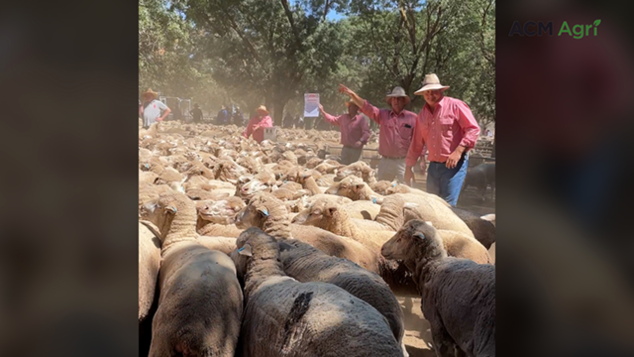 Top pen of SIL Merino ewes at Deniliquin